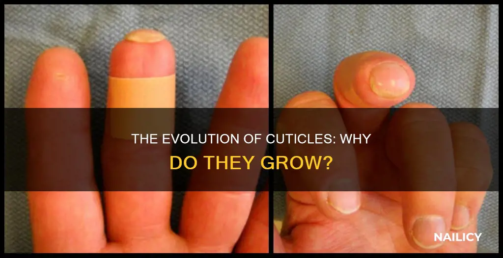 The Evolution Of Cuticles: Why Do They Grow? | Nailicy