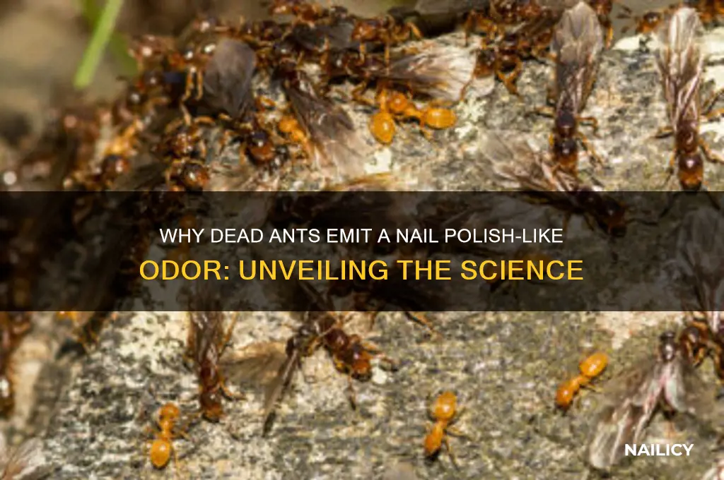 Why Dead Ants Emit A Nail Polish-Like Odor: Unveiling The Science | Nailicy