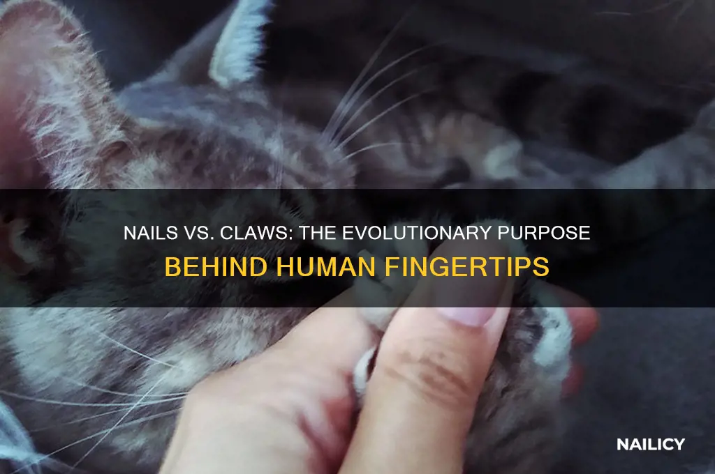 Nails Vs. Claws: The Evolutionary Purpose Behind Human Fingertips | Nailicy
