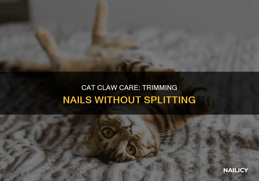 Cat Claw Care: Trimming Nails Without Splitting | Nailicy