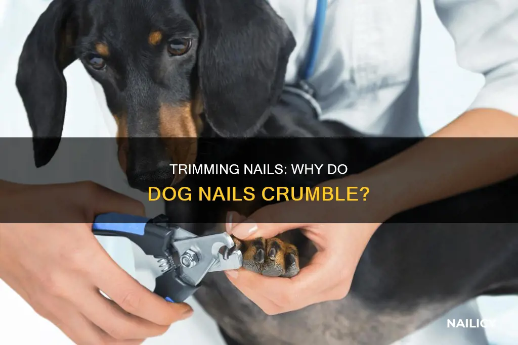 Trimming Nails: Why Do Dog Nails Crumble? | Nailicy