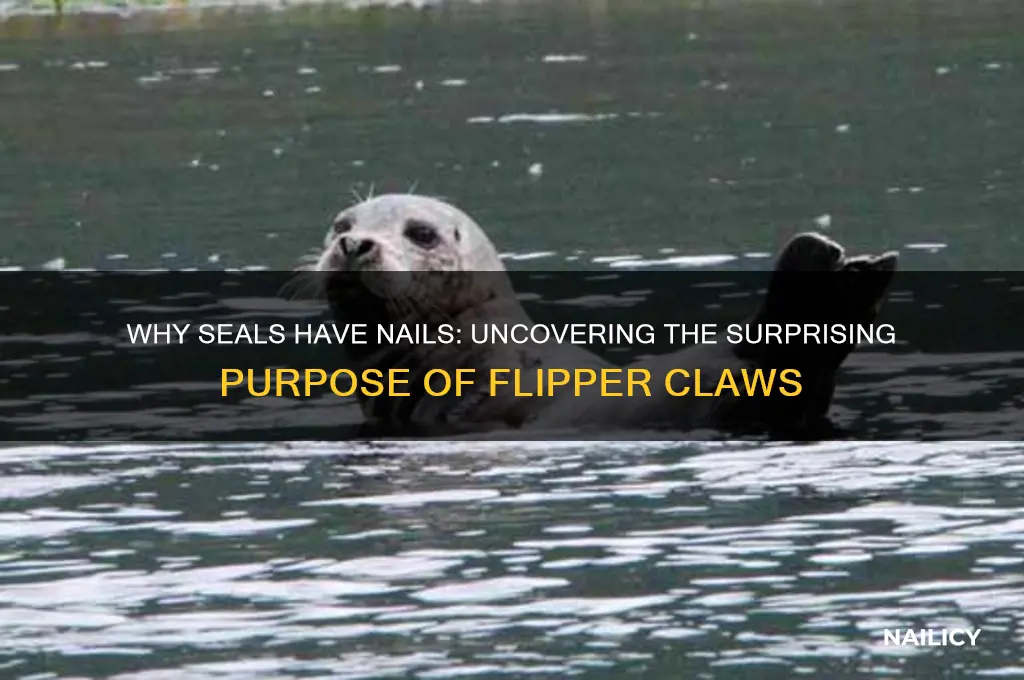 Why Seals Have Nails: Uncovering The Surprising Purpose Of Flipper ...