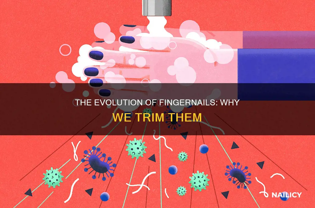 The Evolution Of Fingernails: Why We Trim Them | Nailicy