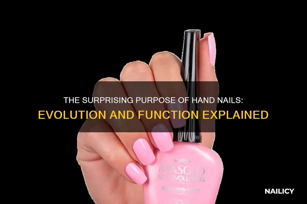 The Surprising Purpose Of Hand Nails: Evolution And Function Explained ...