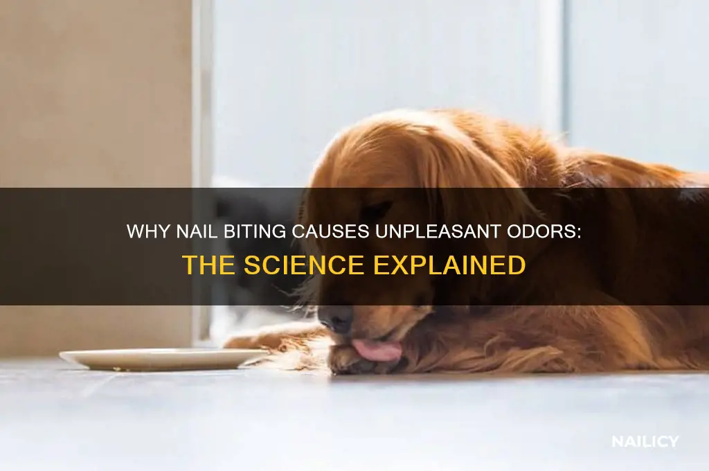 Why Nail Biting Causes Unpleasant Odors: The Science Explained | Nailicy