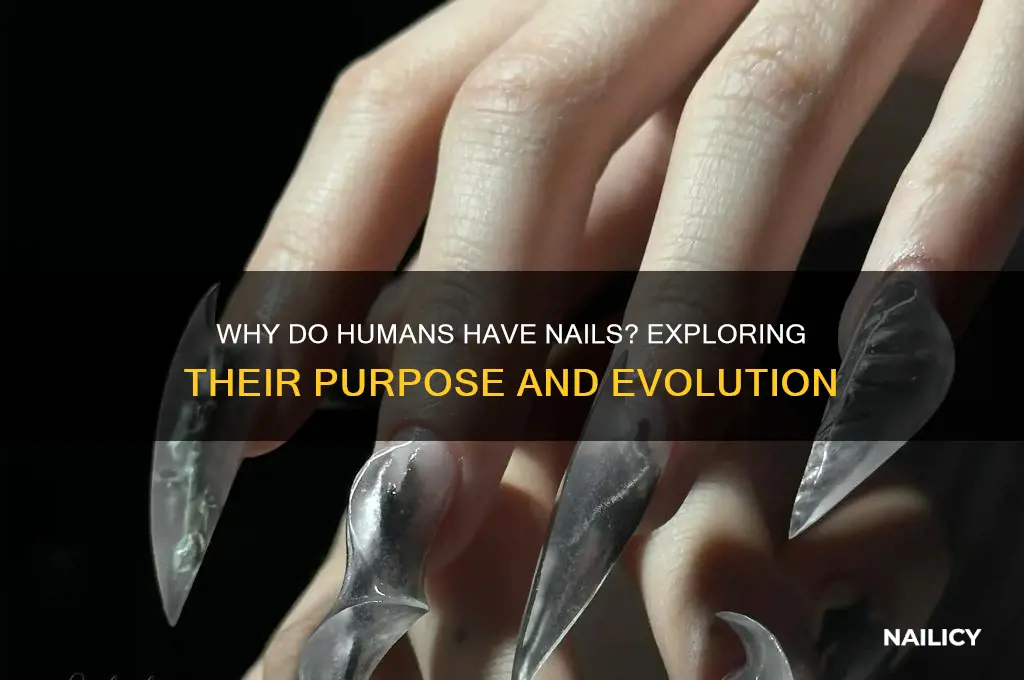 Why Do Humans Have Nails? Exploring Their Purpose And Evolution | Nailicy