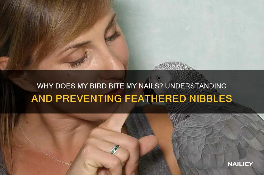 Why Does My Bird Bite My Nails? Understanding And Preventing Feathered ...