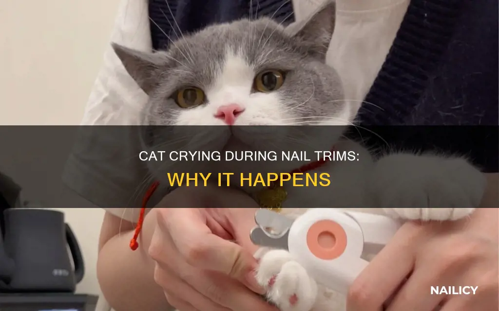 Cat Crying During Nail Trims: Why It Happens | Nailicy