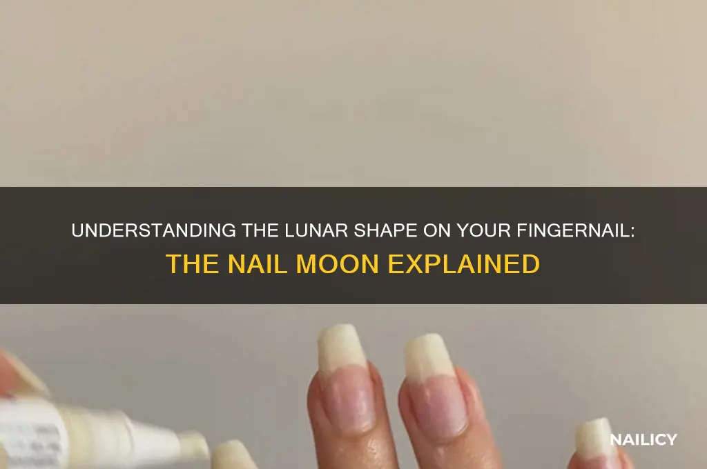 Understanding The Lunar Shape On Your Fingernail: The Nail Moon ...