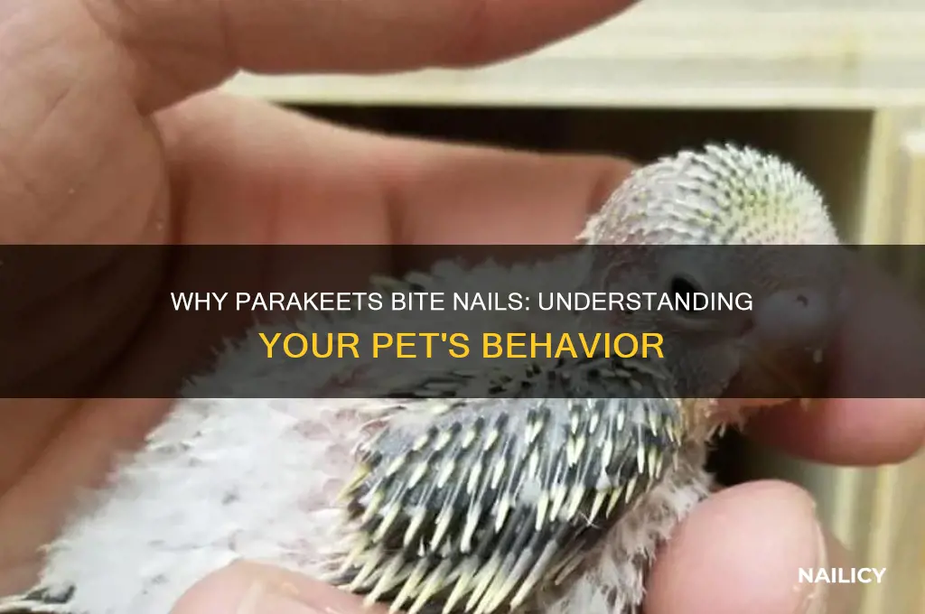 Why Parakeets Bite Nails: Understanding Your Pet's Behavior | Nailicy