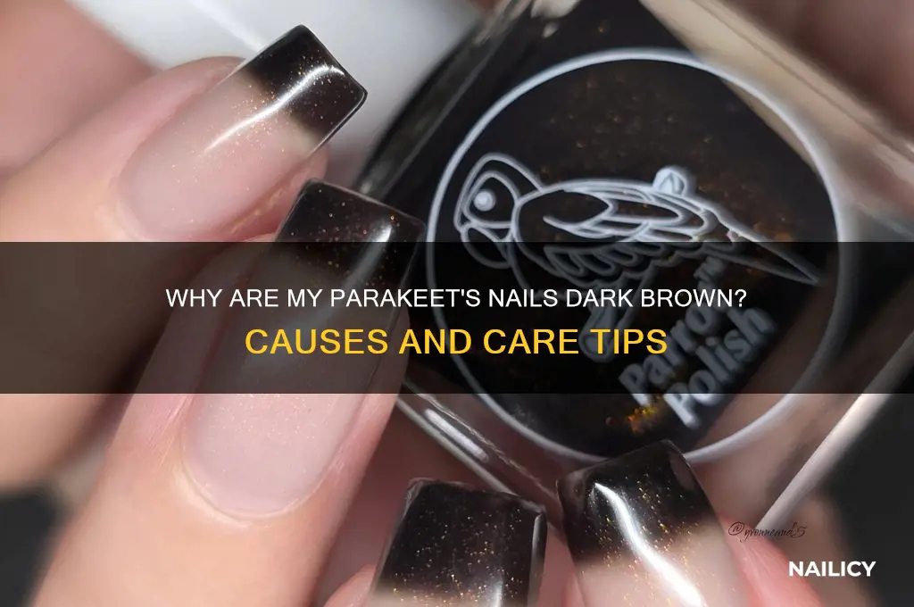Why Are My Parakeet's Nails Dark Brown? Causes And Care Tips | Nailicy