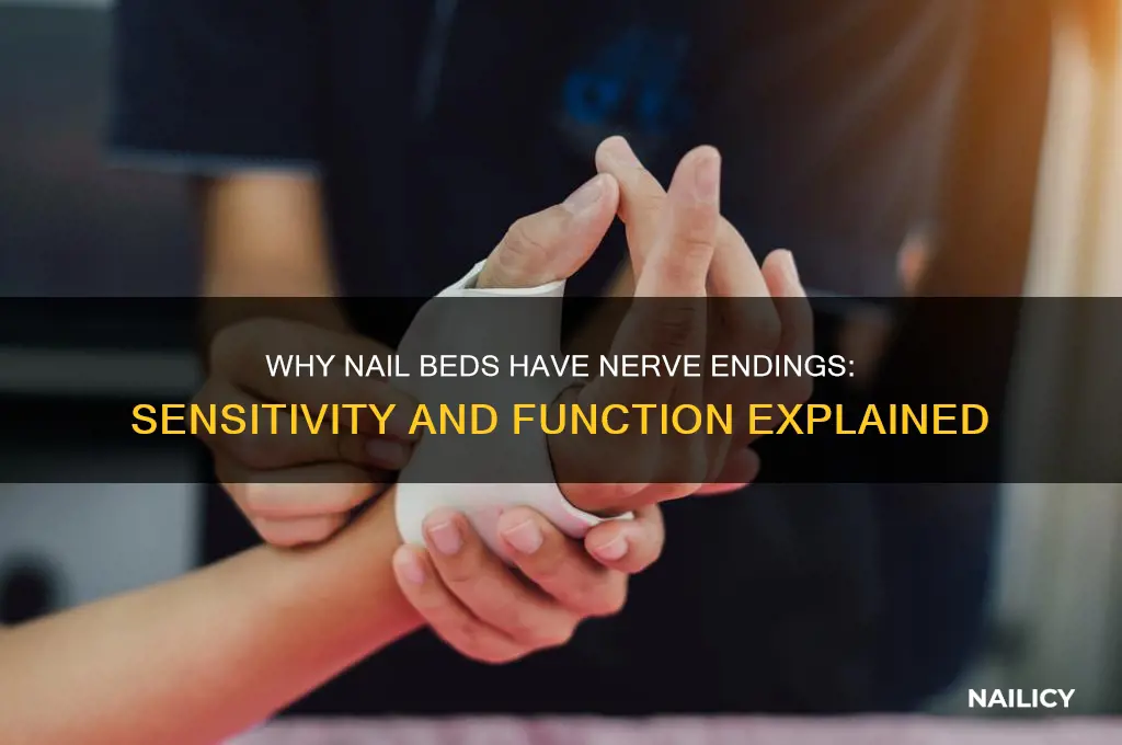 Why Nail Beds Have Nerve Endings: Sensitivity And Function Explained ...