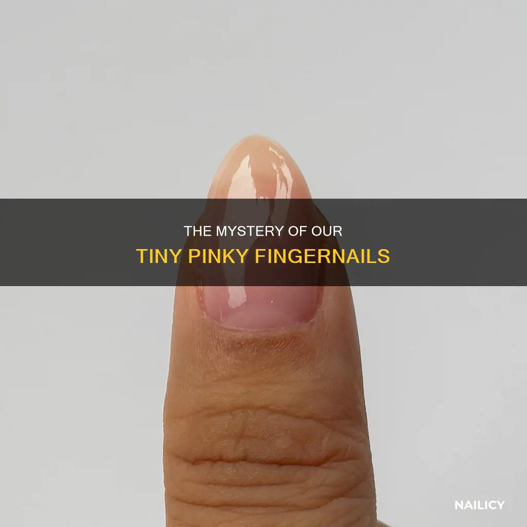 The Mystery Of Our Tiny Pinky Fingernails | Nailicy