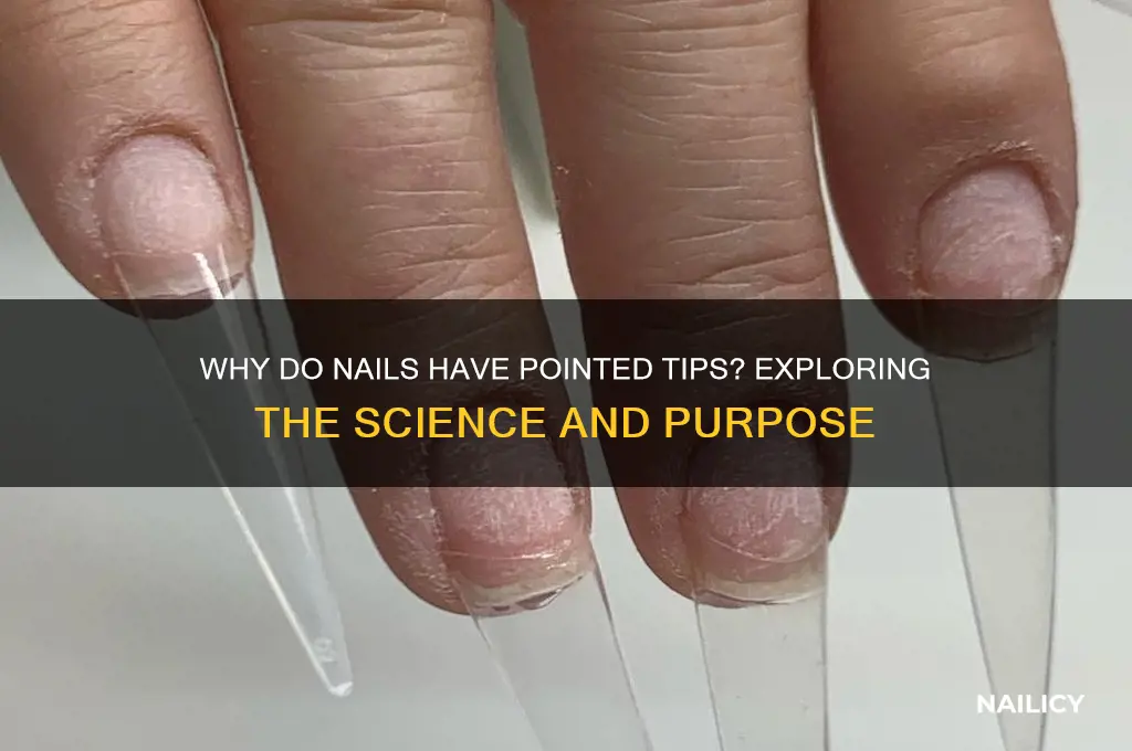 Why Do Nails Have Pointed Tips? Exploring The Science And Purpose | Nailicy