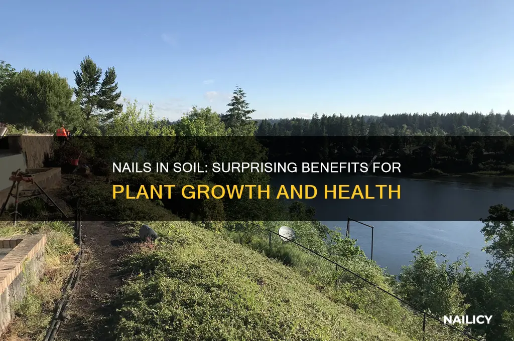 Nails In Soil: Surprising Benefits For Plant Growth And Health | Nailicy