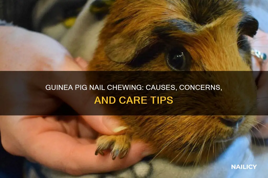 Guinea Pig Nail Chewing: Causes, Concerns, And Care Tips | Nailicy